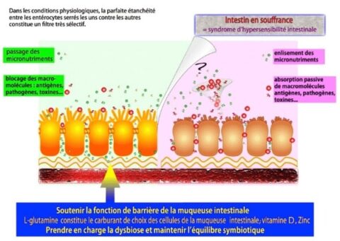 Perméabilité intestinale - NutriformBio